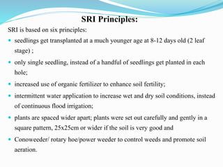 System of rice Intensification (SRI) | PPTX