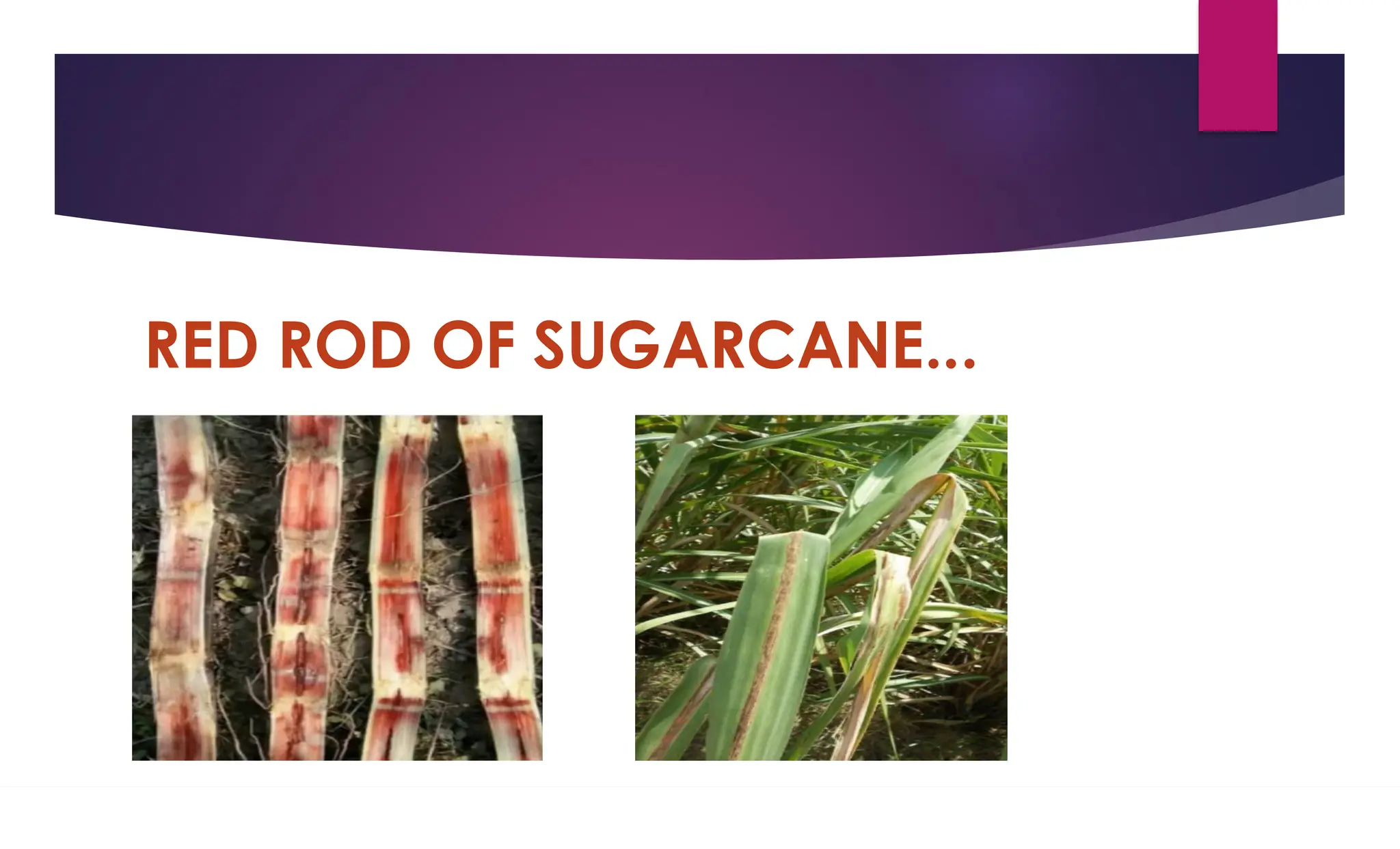 Red rot of sugarcane.Fungal of diseases ,Soil and agriculture ...