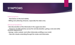 Red rot of sugarcane.Fungal of diseases ,Soil and agriculture ...