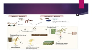 Red rot of sugarcane.Fungal of diseases ,Soil and agriculture ...