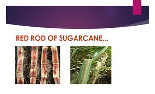Red rot of sugarcane, Fungal diseases.Soil And agriculture microbiology ...