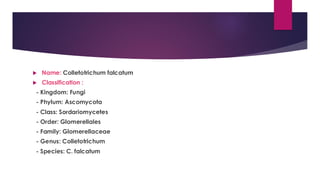 Red rot of sugarcane, Fungal diseases.Soil And agriculture microbiology ...