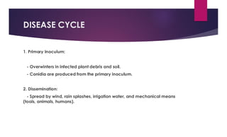 Red rot of sugarcane, Fungal diseases.Soil And agriculture microbiology ...