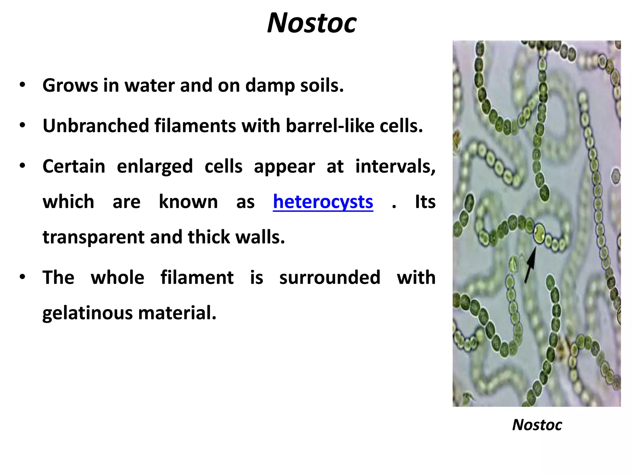Cyanobacteria | PPTX