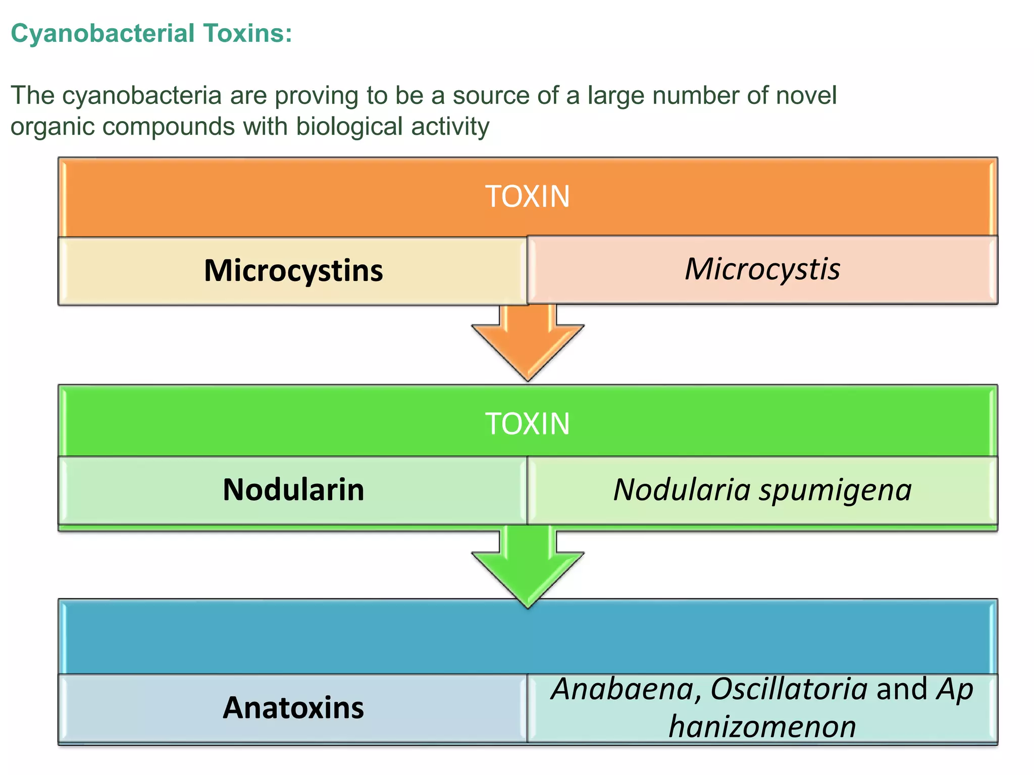 Cyanobacteria | PPTX