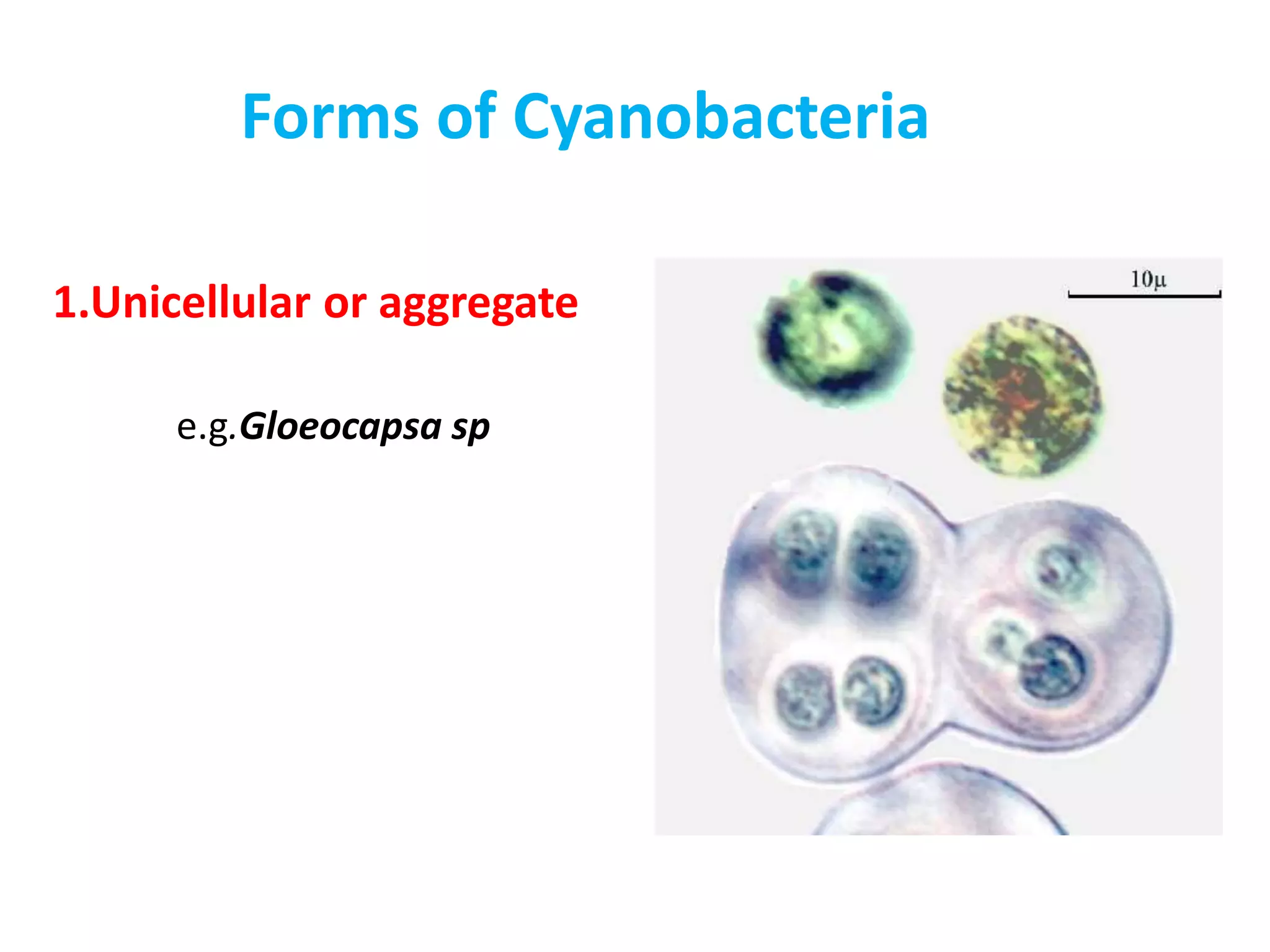 Cyanobacteria | PPTX