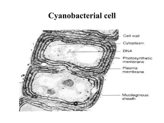 Cyanobacteria | PPTX