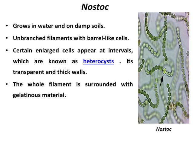 Cyanobacteria | PPTX | Biological Sciences | Science