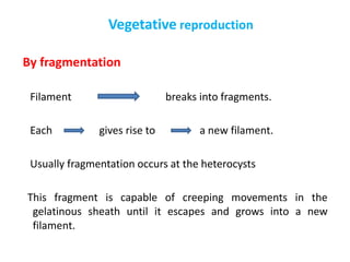 Cyanobacteria | PPTX