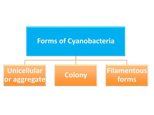 Cyanobacteria | PPTX | Biological Sciences | Science