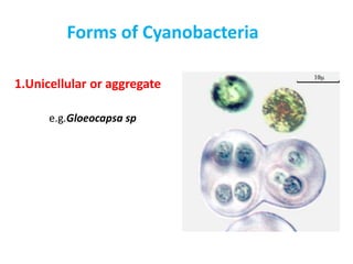 Cyanobacteria | PPTX