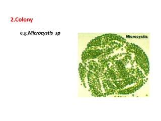 Cyanobacteria | PPTX