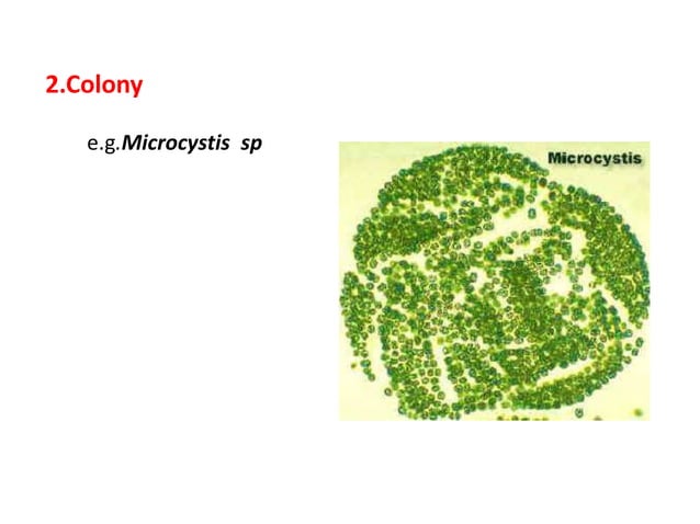 Cyanobacteria | PPTX | Biological Sciences | Science