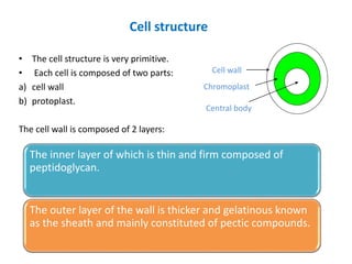 Cyanobacteria | PPTX
