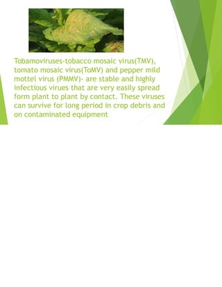 Viral diseases for Tobacco Mosaic Virus (TMV) | PDF