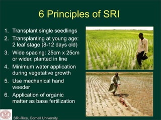 1042 System of Rice Intensification (SRI) -Producing more rice with ...