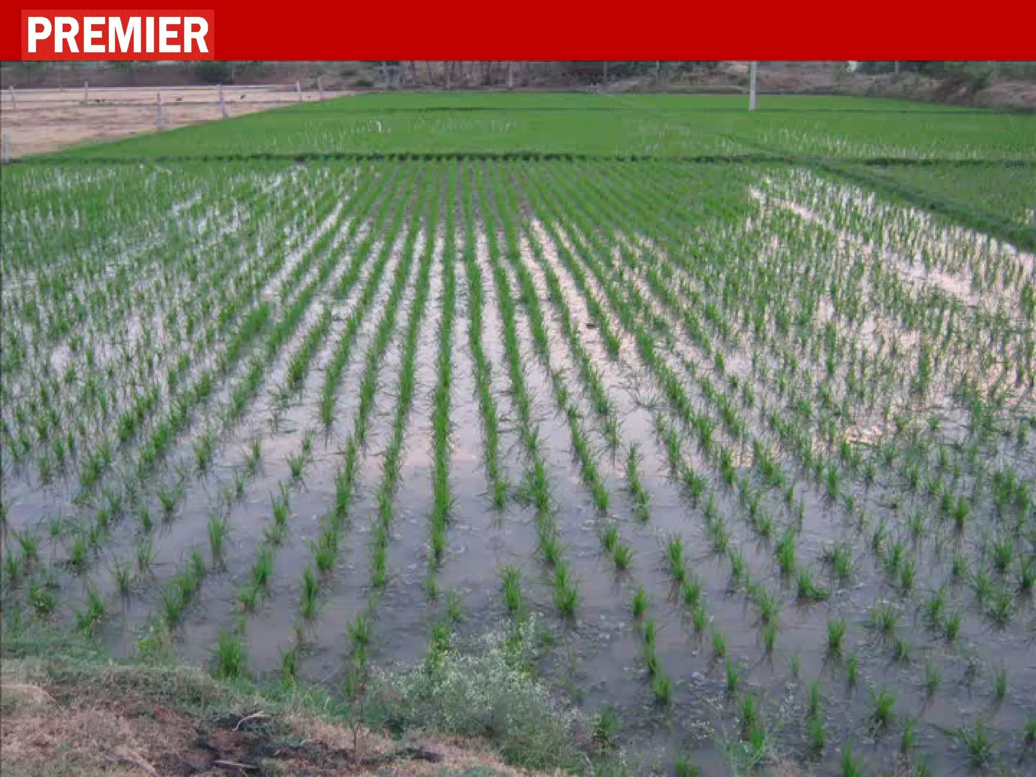 Sri garuda implements | PPT