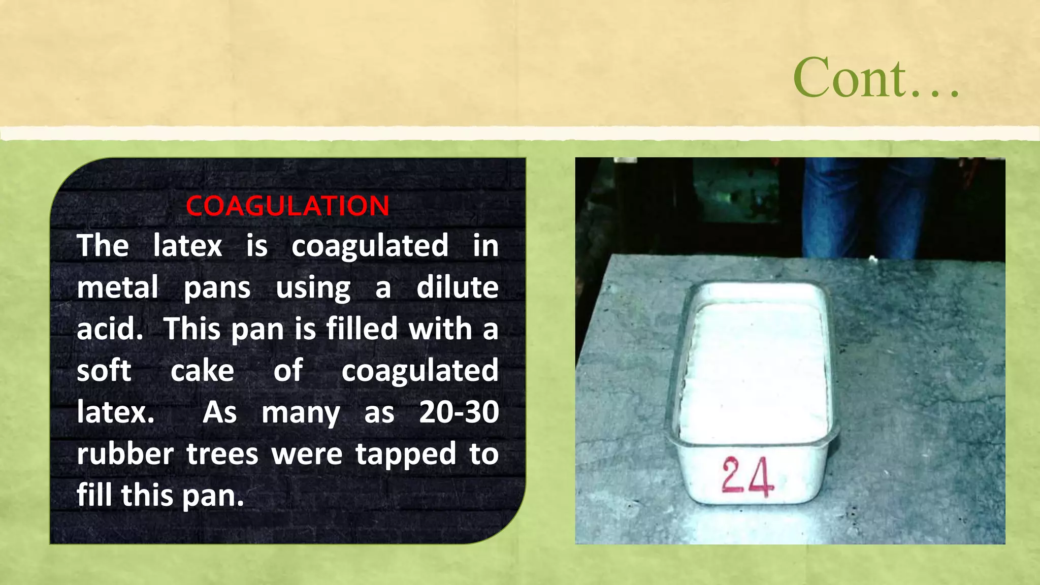 Rubber Plantation | PPTX