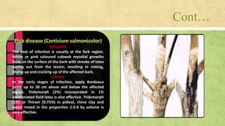 Rubber Plantation | PPTX