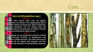 Rubber Plantation | PPTX