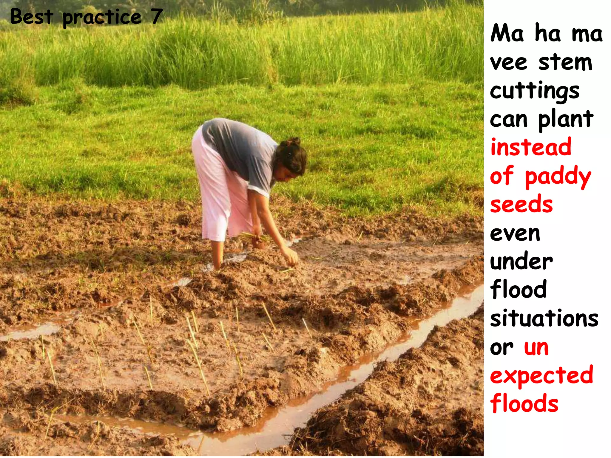 Sri lanka - Paddy field adaptation - practical action | PDF