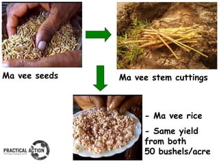 Sri lanka - Paddy field adaptation - practical action | PDF
