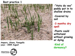 Sri lanka - Paddy field adaptation - practical action | PDF
