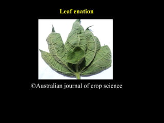 Cotton leaf curl virus | PPTX