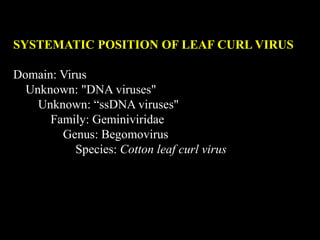 Cotton leaf curl virus | PPTX
