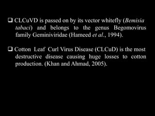 Cotton leaf curl virus | PPTX