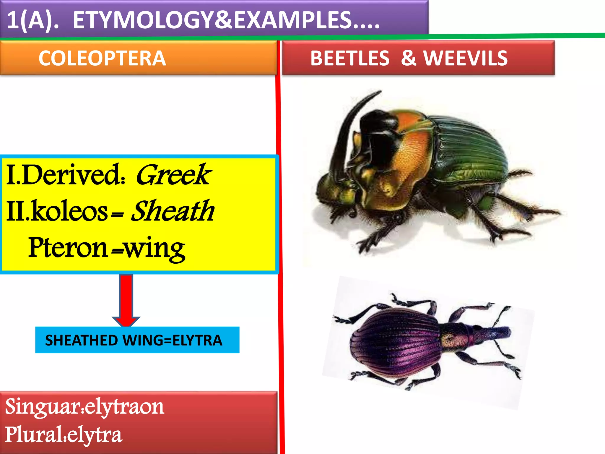 SSNAIK COLEOPTERA ORDER THE BIGGEST ORDER | PPTX