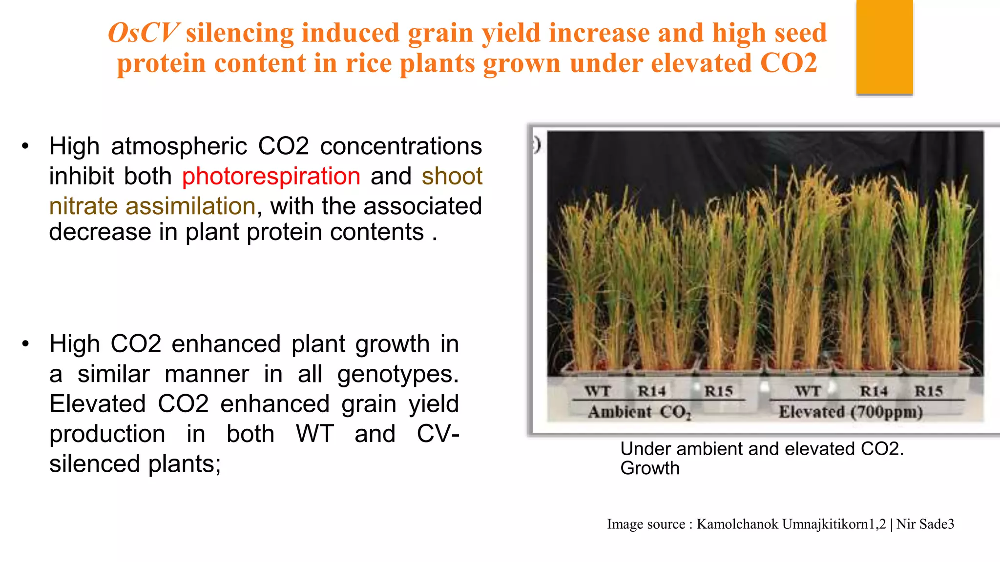 plant physiology photorespiration | PPTX