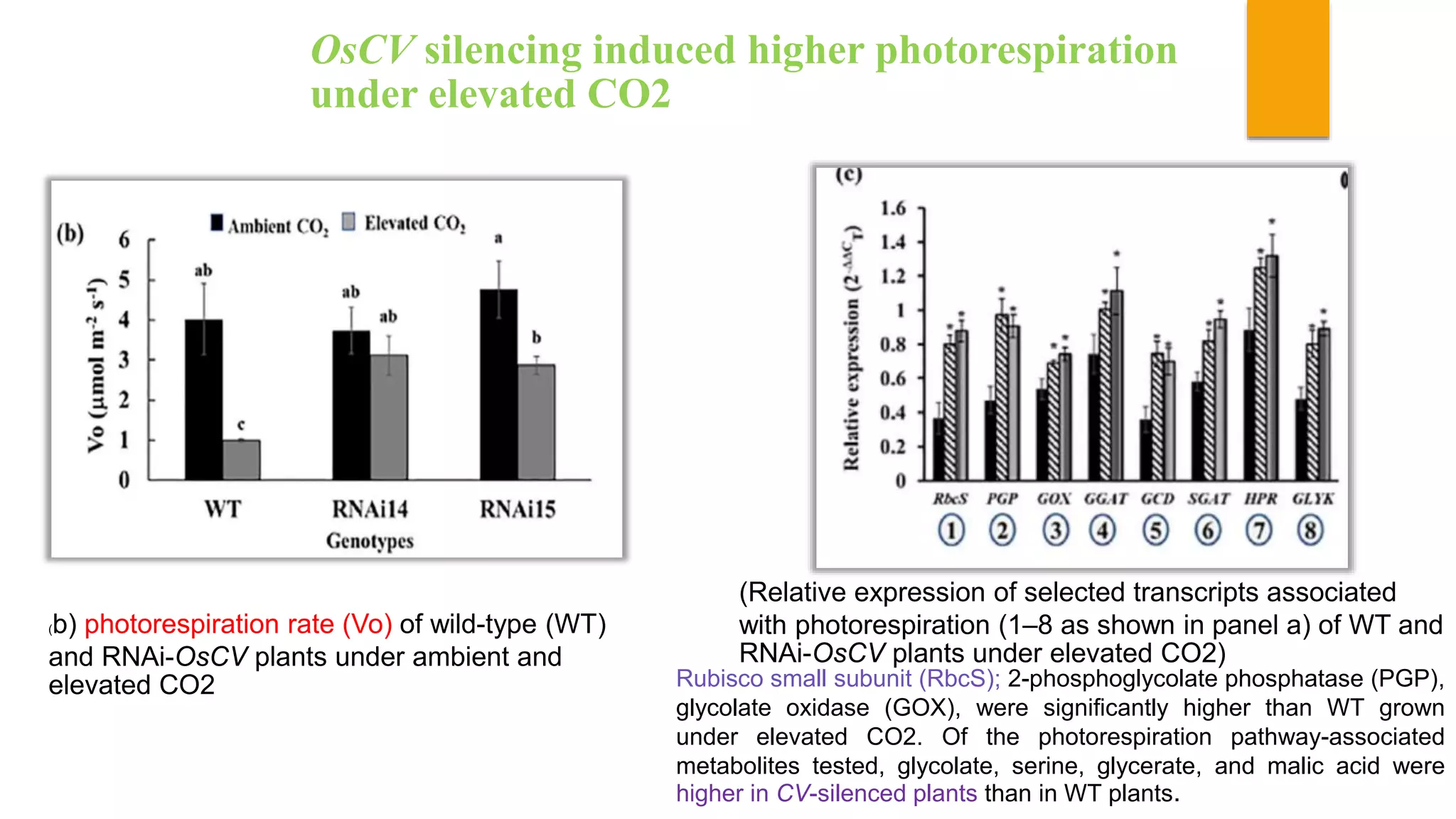 plant physiology photorespiration | PPTX
