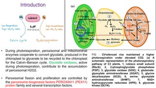plant physiology photorespiration | PPTX