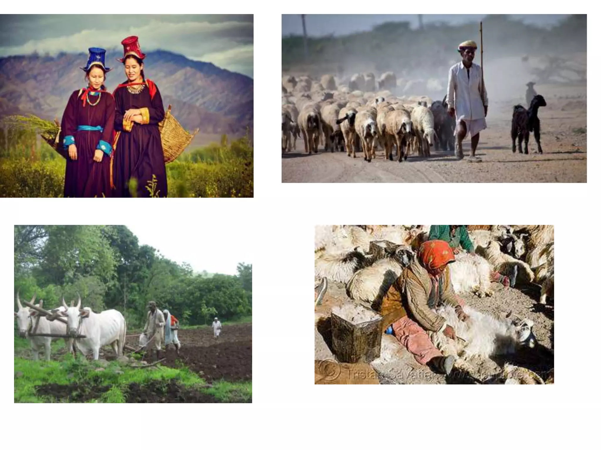 LADAKH : TOURISM,CULTURE,LANGUAGE, CUSTOMS AND TRADITIONS | PPTX
