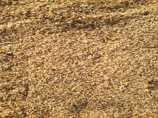 Sri raja rice mill | PPTX