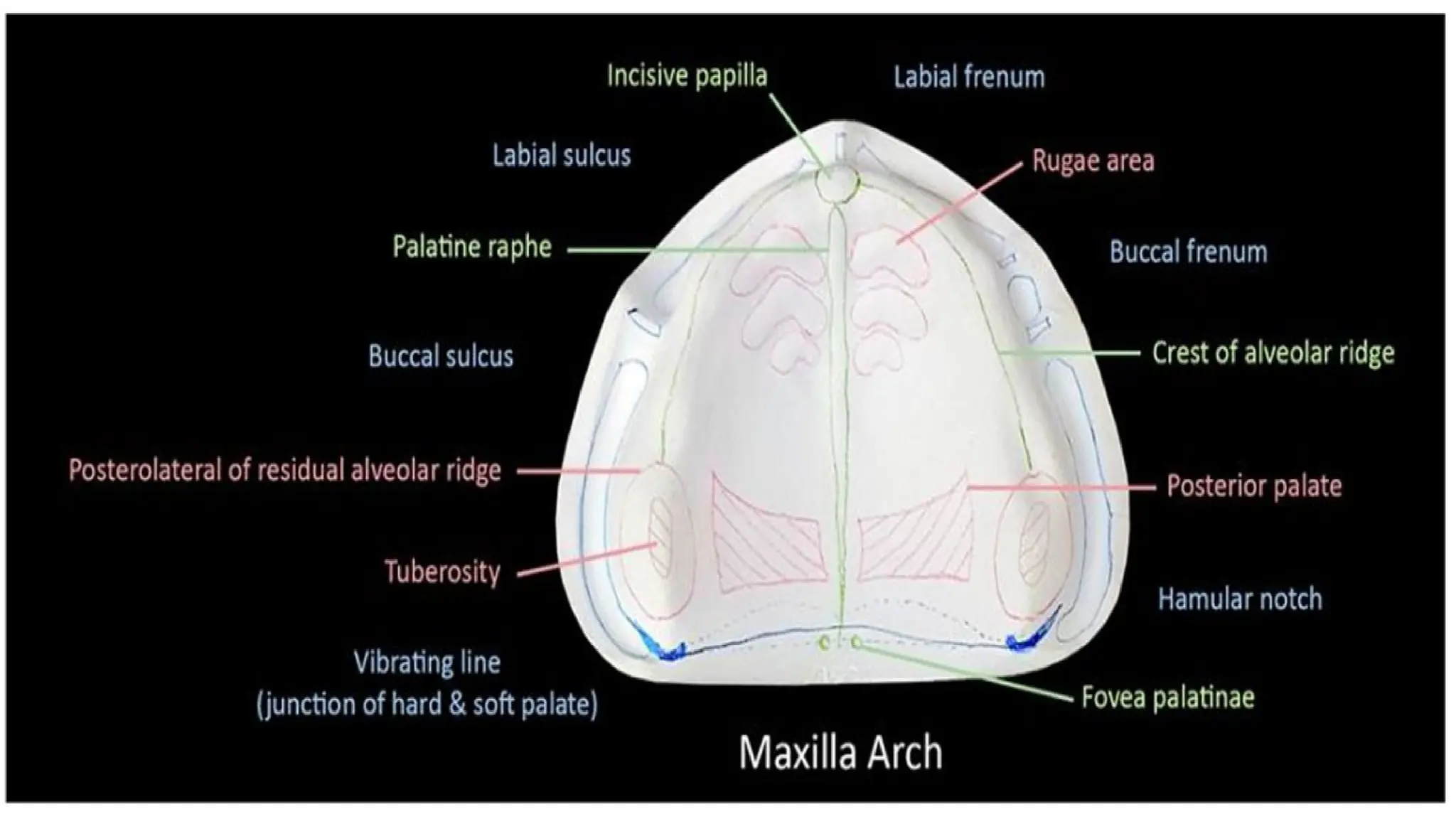 anatomic landmarks of the maxilla and mandible | PPTX