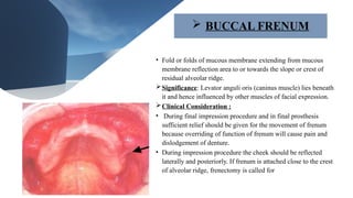 anatomic landmarks of the maxilla and mandible | PPTX | Ear, Nose and ...