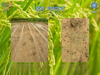 Sri technology rice | PDF