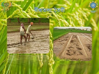 Sri technology rice | PPT