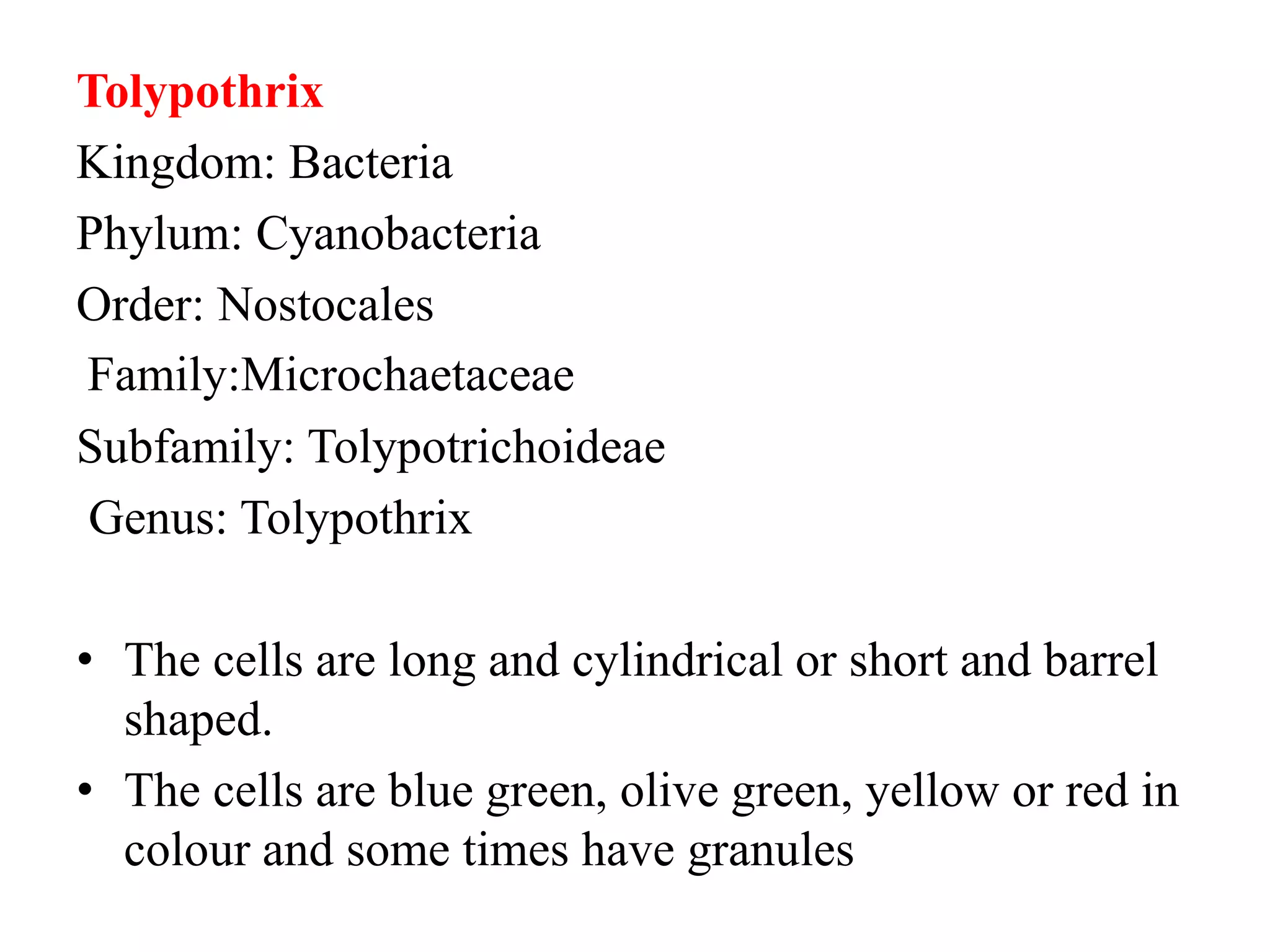 SRK-Blue green algae and their mass multiplication | PPTX