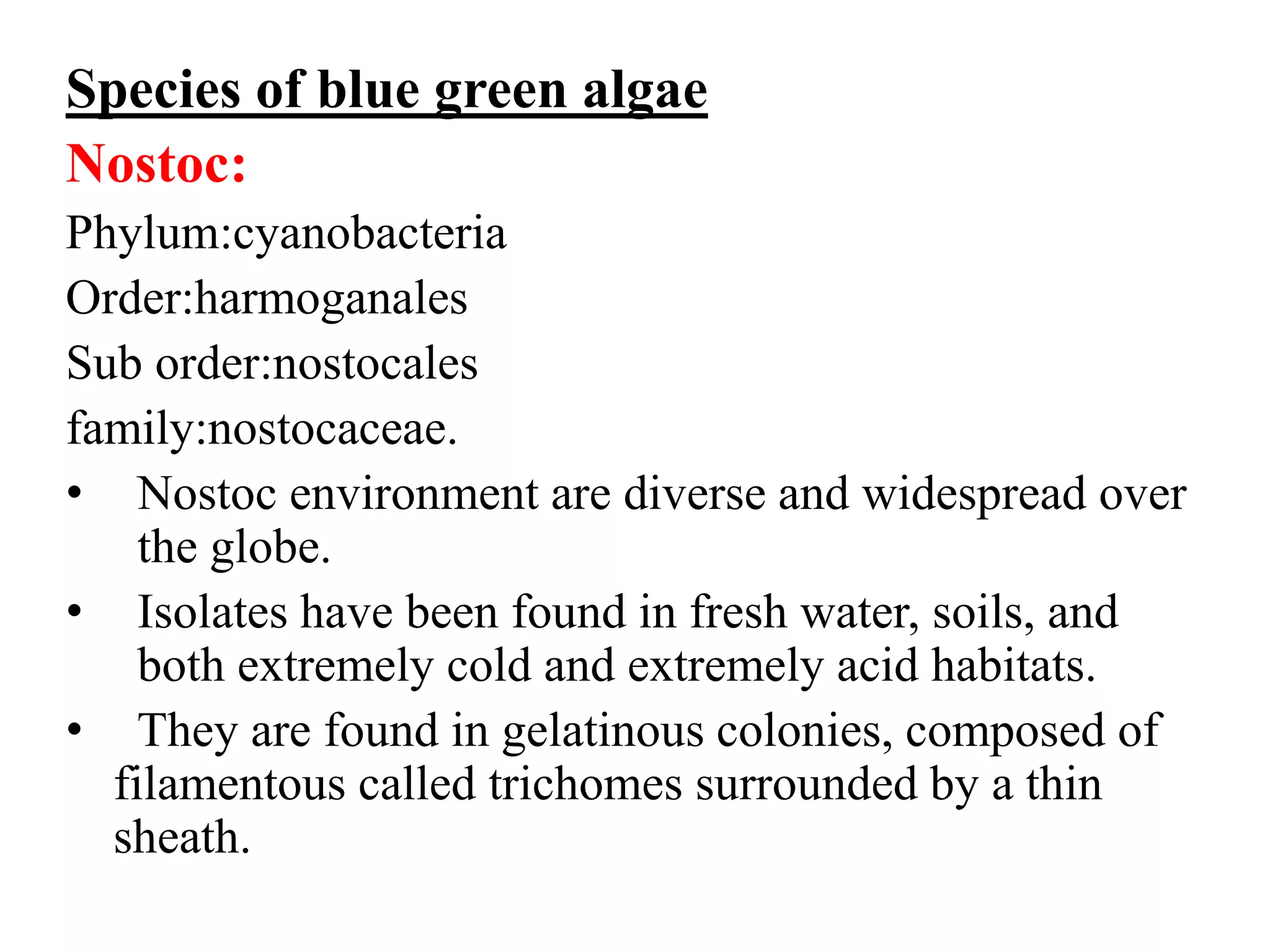 SRK-Blue green algae and their mass multiplication | PPTX