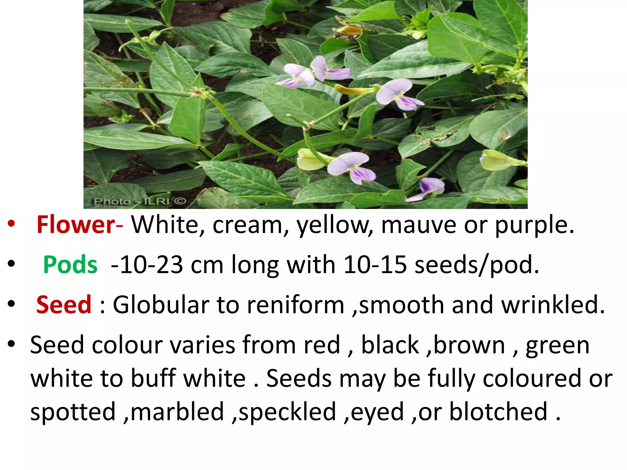 COWPEA | PPTX