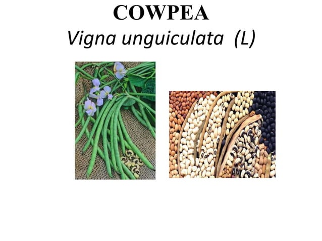 COWPEA | PPTX
