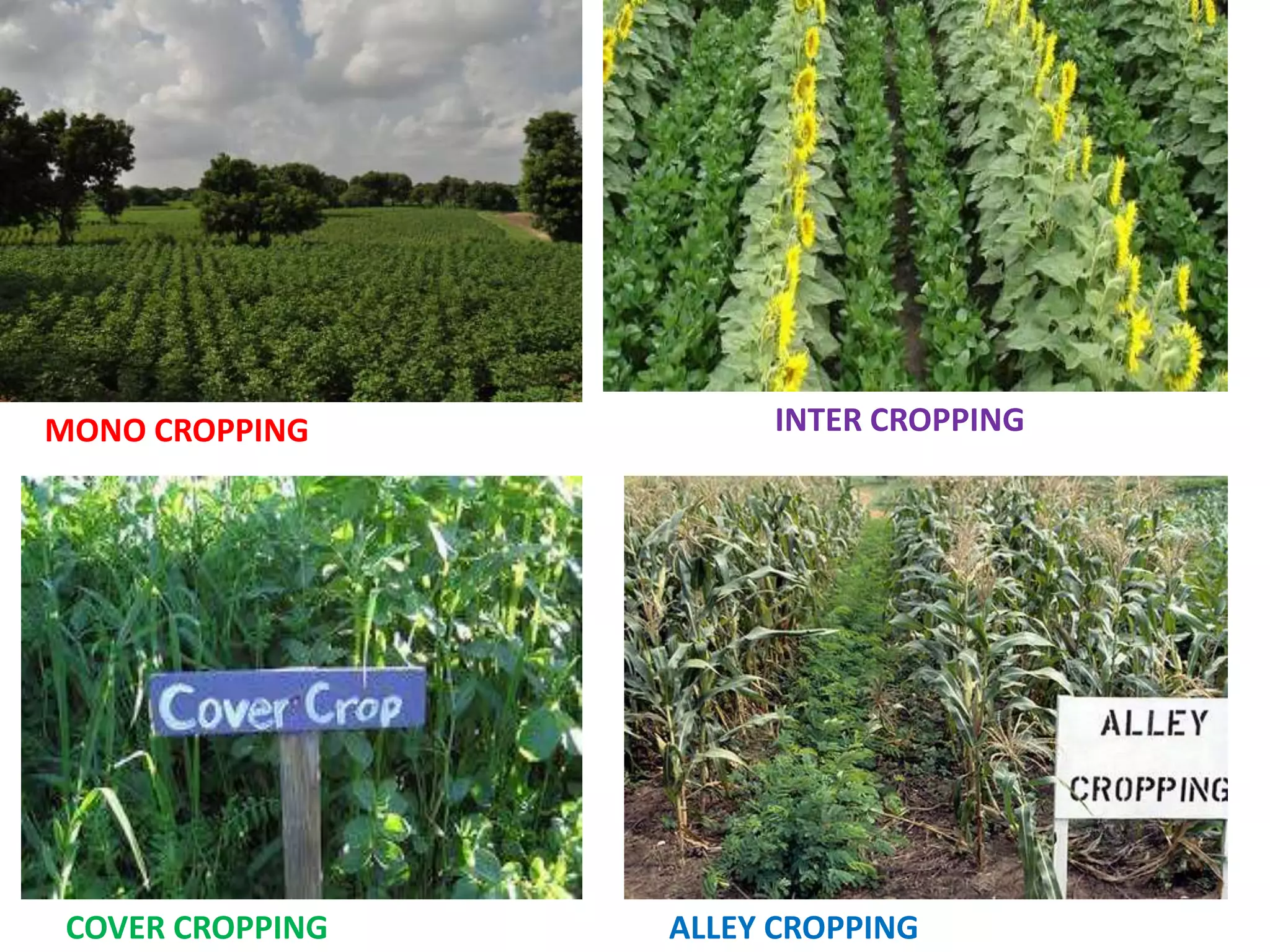 CROPPING SYSTEMS UNDER DRYLANDS IN INDIA | PPTX