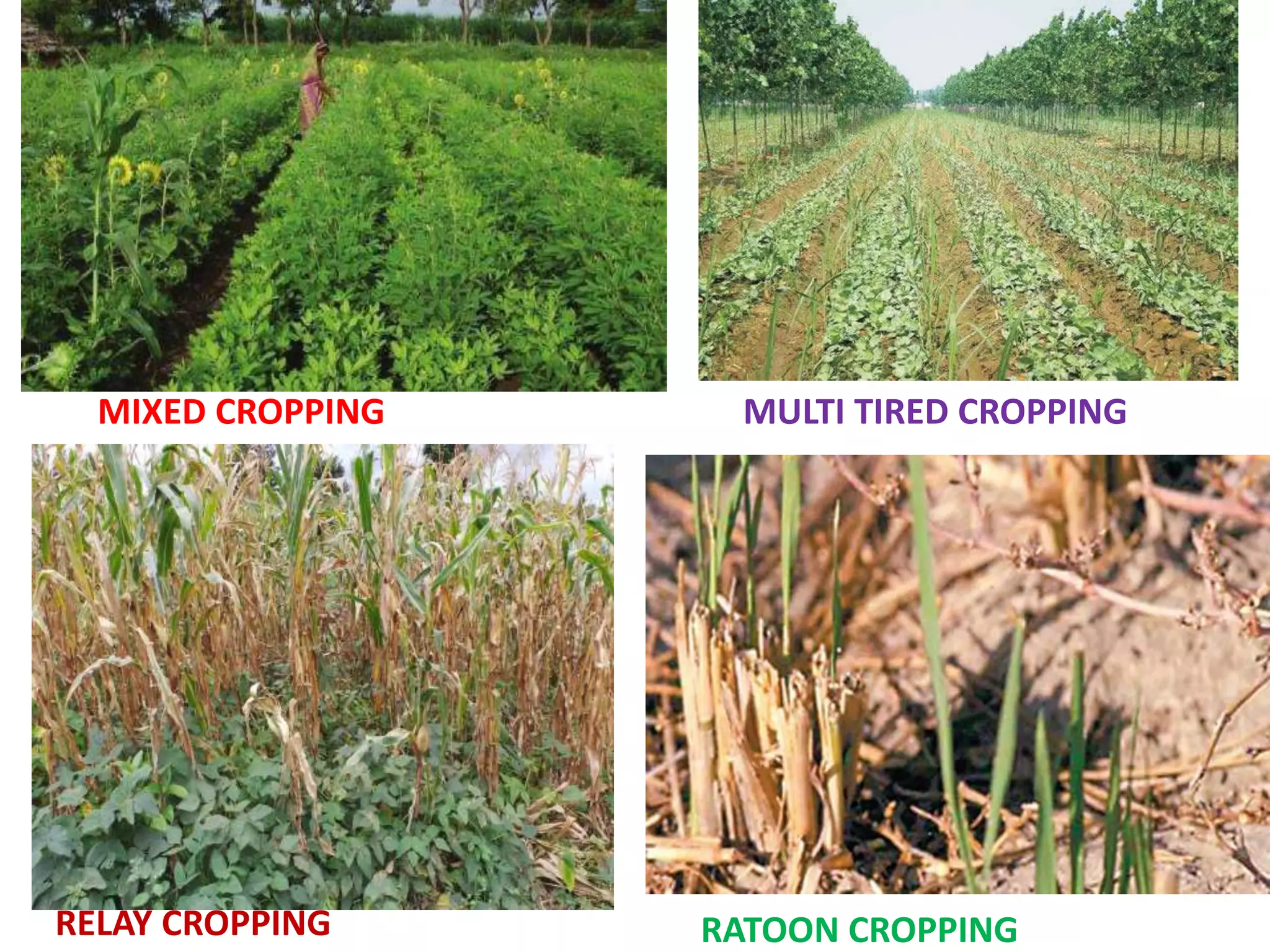 CROPPING SYSTEMS UNDER DRYLANDS IN INDIA | PPTX