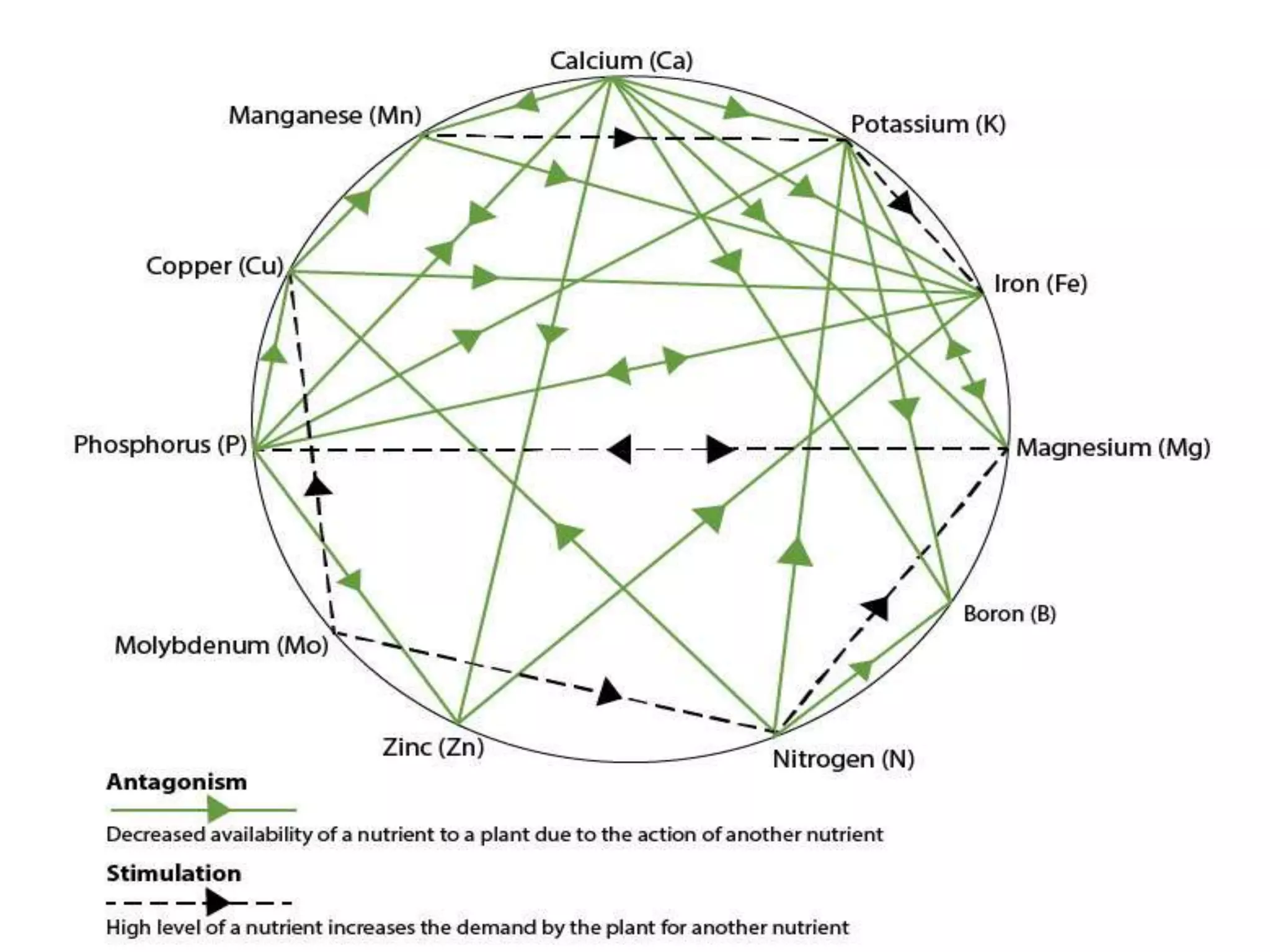 NUTRIENT INTERACTIONS SHRAVAN REDDY | PPTX