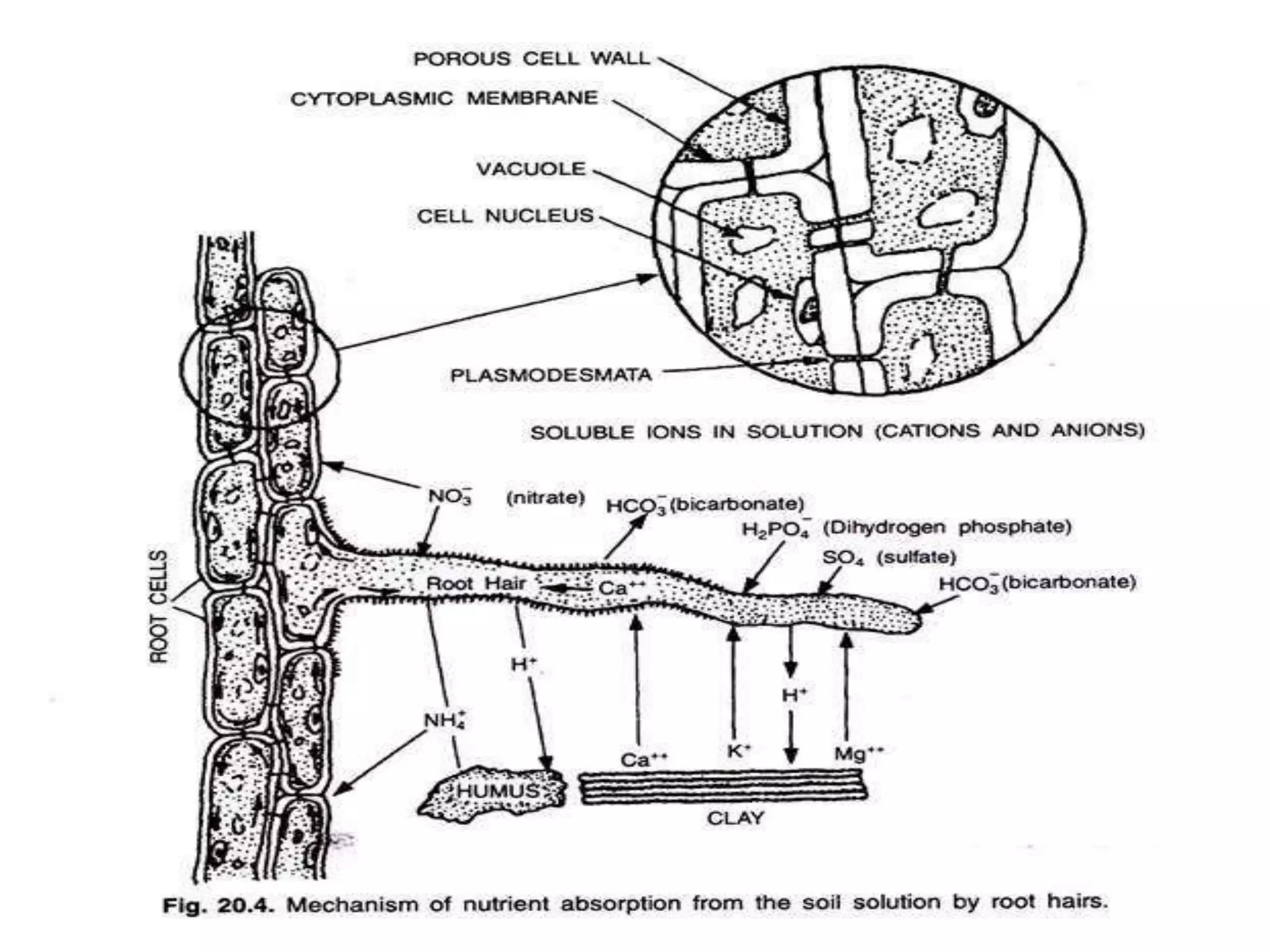 MECHANISMS OF NUTRIENT UPTAKE FROM SOIL | PPTX