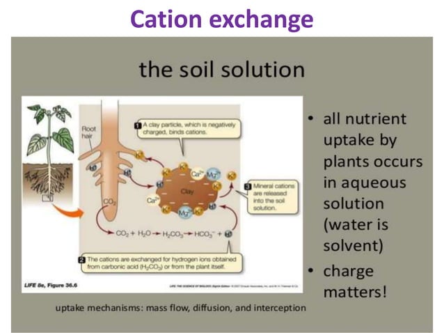 MECHANISMS OF NUTRIENT UPTAKE FROM SOIL | PPTX | Agriculture | Industries
