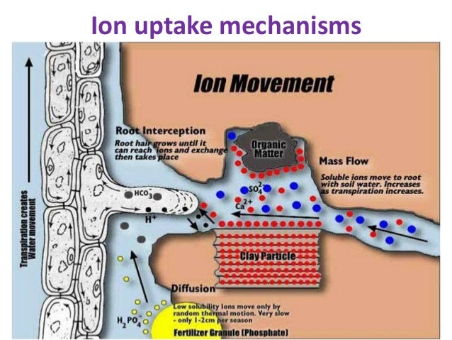 MECHANISMS OF NUTRIENT UPTAKE FROM SOIL